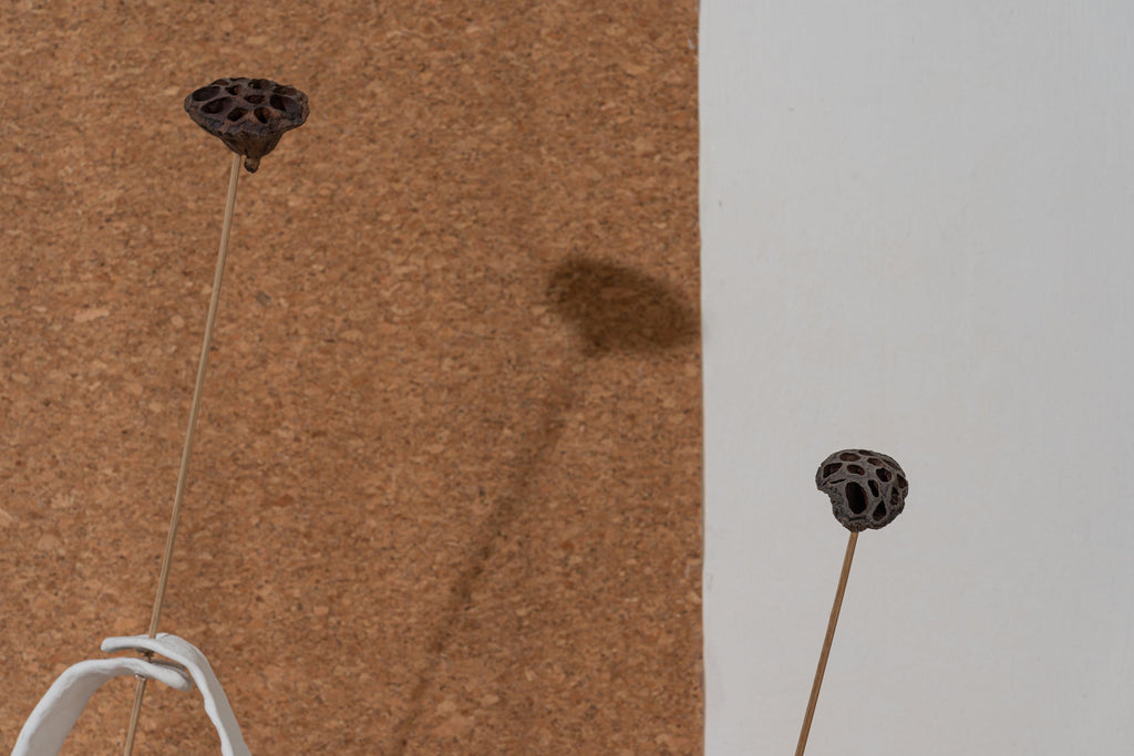 Lotus Pods (Bunch of 10 stems) – farmerr.in